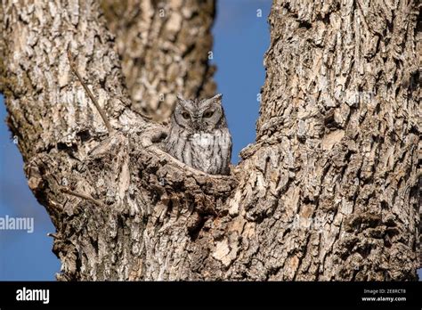 Western Screech Owl In A Tree Stock Photo Alamy