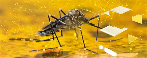 Blockchain In The Fight Against Yellow Fever In The World By Bankai Medium