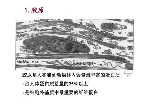 细胞连接、细胞粘附与细胞外基质 细胞生物学 课件1 08 Word文档在线阅读与下载 无忧文档