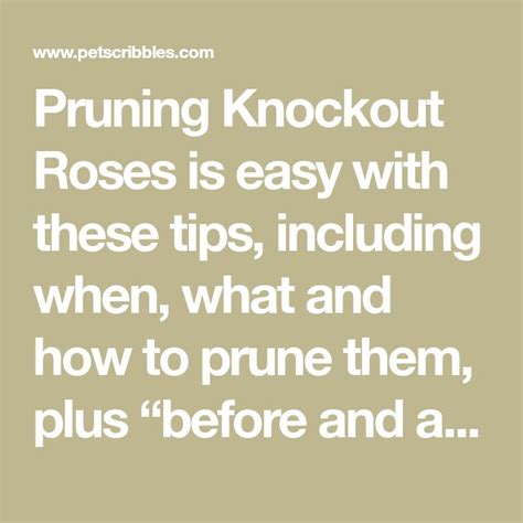 Pruning Knockout Roses When What And How Pruning Knockout Roses Knockout Roses Prune