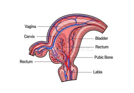 Cross Sectional Diagram Of The Female Pelvic Anatomy Showing Stock