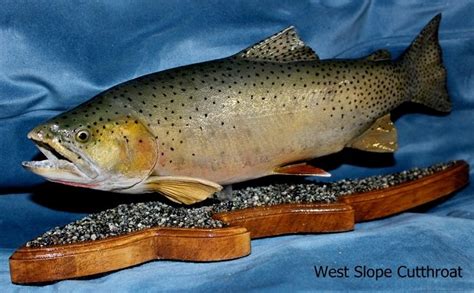 Fiberglass Fish Replicas Envision 3d Studios