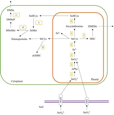 Selenium Enriched Plant Foods Selenium Accumulation Speciation And Health Functionality Pmc