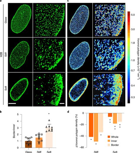 Substrate Stiffness Regulates H2b Localizations In Hmscs A