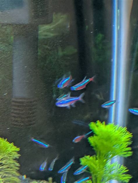 White Patch One Green Neon Tetra Diseases Aquarium Co Op Forum