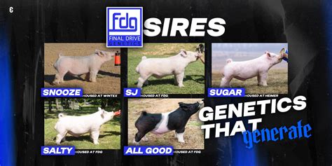 Real Mccoy Genetics Lot 22 En 31 11 Sb Breedsex Spot Barrow Date