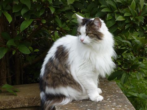 About Hyperthyroidism The Hyperthyroid Cat Centre