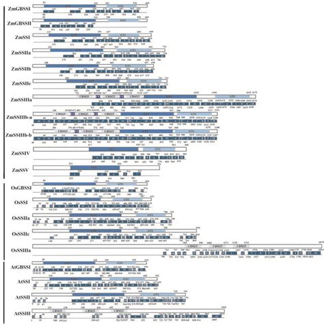 Composition And Distribution Of Domain Structures And Conserved Motifs Download Scientific