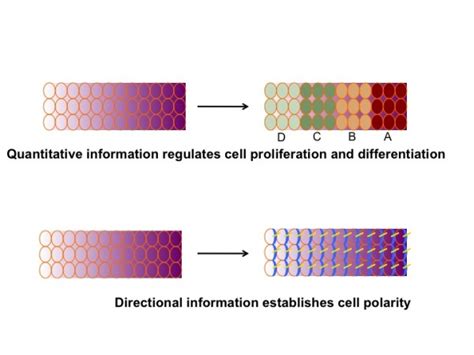 Two Fundamental Roles Of Morphogen Gradients In Development It Is Well