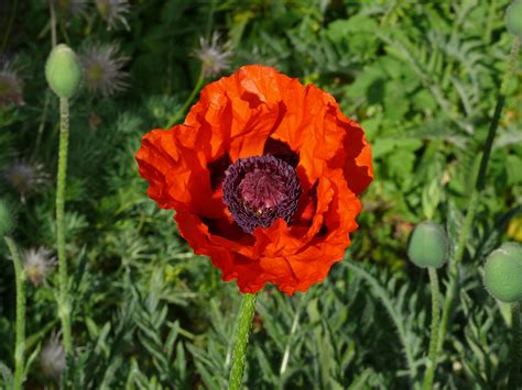 무료 이미지 들 목초지 꽃잎 주황색 봄 식물학 정원 플로라 야생화 Coquelicot 꽃 피는 식물 연간 공장 육상 식물 양귀비 가족