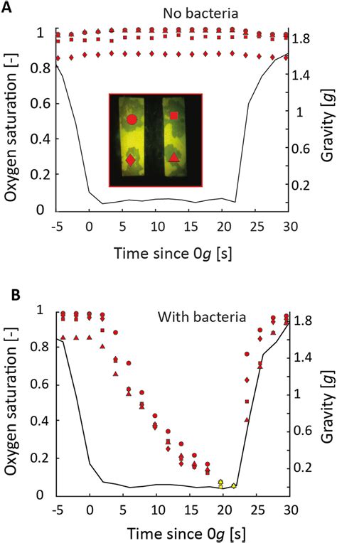 Temporal Dynamics Of Oxygen Saturation In The Presence And Absence Of