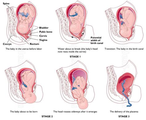 Stages Of Human Birth And Placenta Delivery Network Graphics Inc