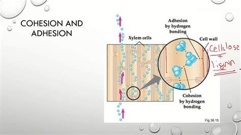 Cohesion Vs Adhesion