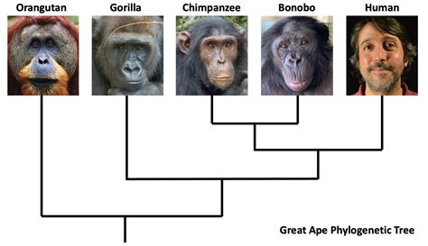 Great Apes Species