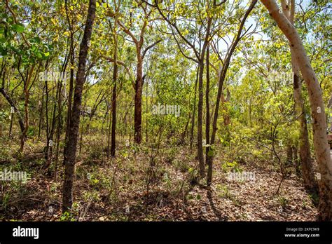 The Predominant Vegetation Is Evergreen Trees Such As Darwin