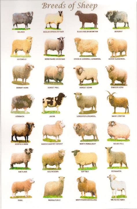 Breeds Of Uk Sheep At Donald Beach Blog