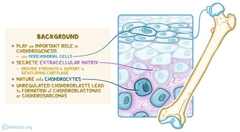 Chondroblasts What Are They Function And More Osmosis