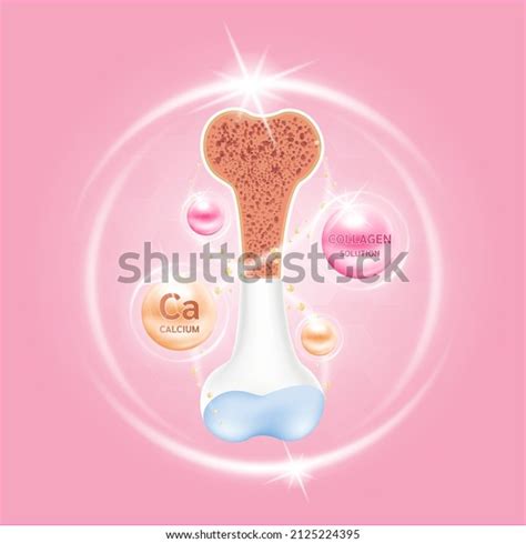 Healthy Bone Human Bone Anatomy Skeleton Stock Vector Royalty Free