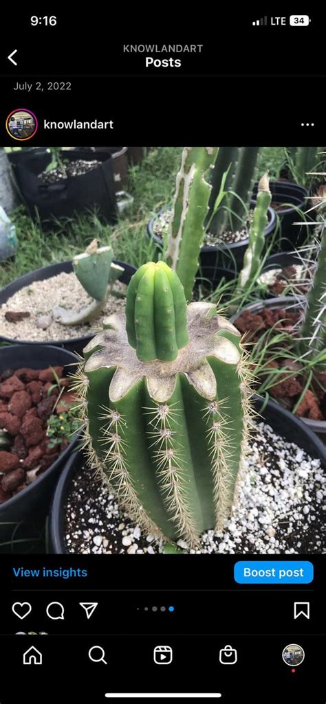 Sun Goddess Glow Up Ogunbodede Finally Smoothing Out Rsanpedrocactus