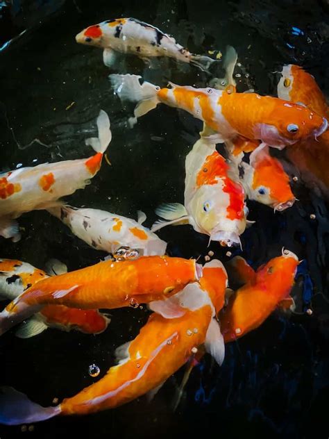 Koi Vs Goldfish Difference And Comparison