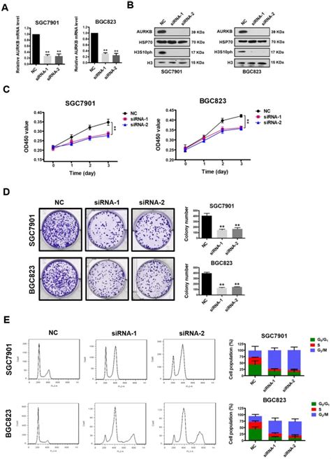 Aurkb Promotes Gastric Cancer Progression Via Activation Of Ccnd1 Expression Pmc