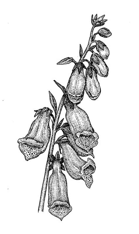 Foxglove Drawing At Explore Collection Of Foxglove