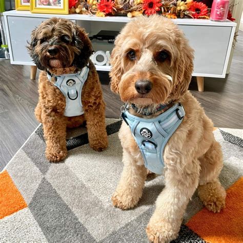 Best Harness For Cockapoos Uk 2026 Expert Guide Pupclub Couture