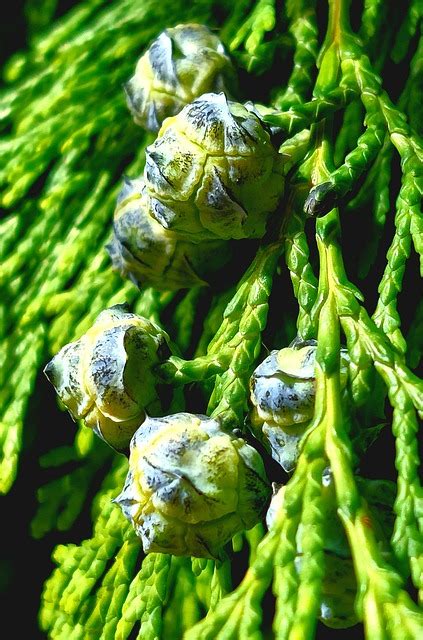 Copac Fructe Chiparos Arizona Fotografie Gratuită Pe Pixabay