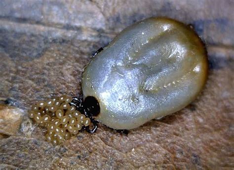 Tick Nest And What Do Tick Eggs Look Like Beezzly