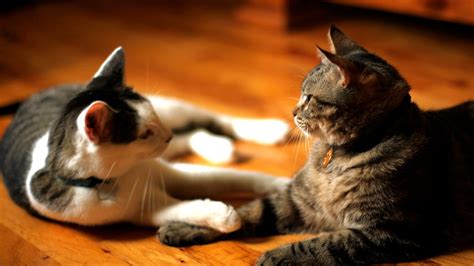 Cats Playing With Each Other 44 Youtube