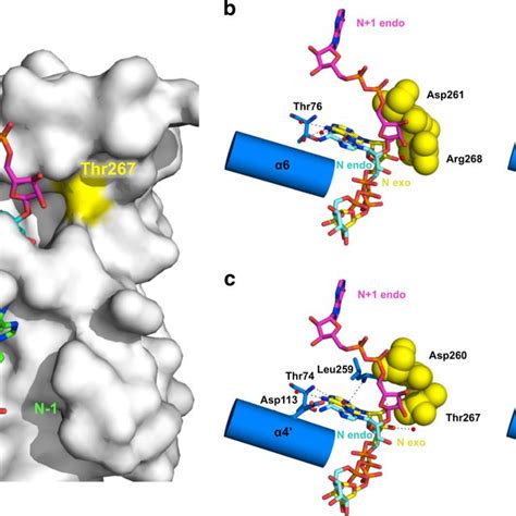 Summary Of Thermodynamic Parameters For Adp Ribose Binding Download