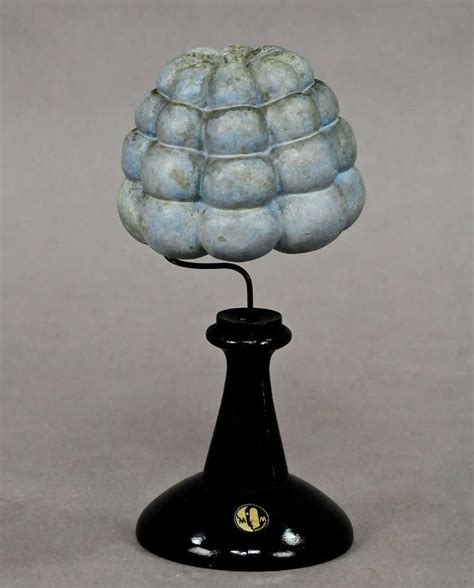 Six Antique Models Zygote Of Lancelet For Class By Luis M Meusel At