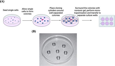 Frontiers Single Cell Cloning And Its Approaches