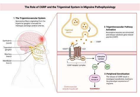 The Role Of Cgrp And The Trigeminal System In Migraine Pathophysiology