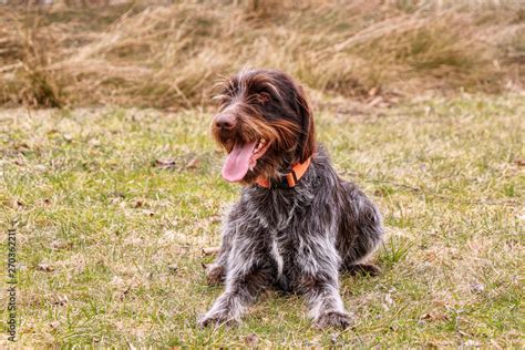 Side View On Bohemian Wire Czech Pointer With White And Brown Skin And