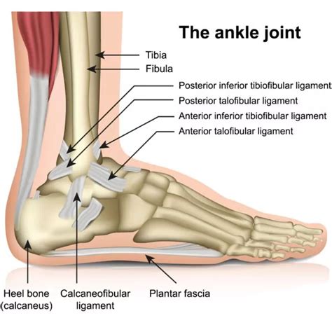 Tendons In The Foot