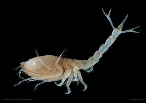 Crustacea Classe Malacostraca Subclasse Eumalacostraca Ordem