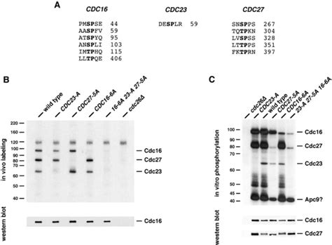 The Apc Is Phosphorylated On Potential Cdc28 Phosphorylation Sites A Download Scientific