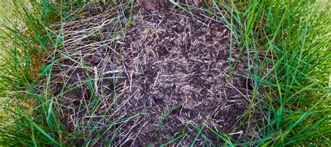 Swarm Intelligence Solving Complex Problems Through Ant Colony