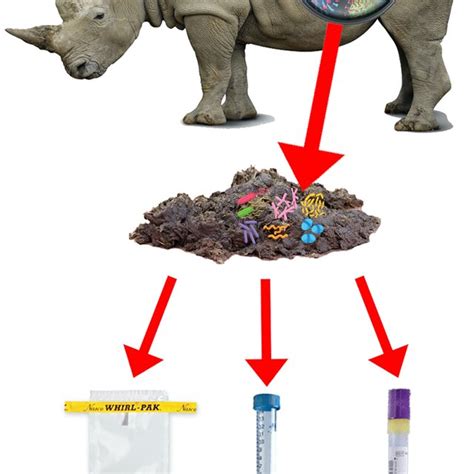 Overview Of Fecal Storage And Preservation Methodology Fecal Samples Download Scientific