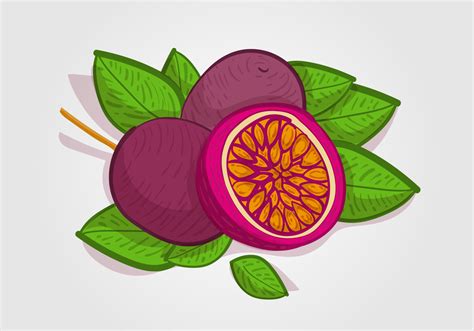 Free Passion Fruit Vector Illustration 174551 Vector Art At Vecteezy