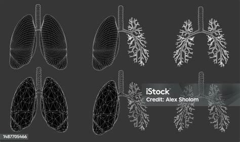 벡터 세트 3d 폐와 기관지 흰색 배경에 격리 의료 디자인을위한 요소 폐에 대한 스톡 벡터 아트 및 기타 이미지 폐 3차원 형태 가능성 Istock