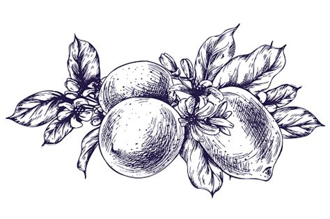 레몬은 육즙이 많고 꽃이 피는 가지에 잎이 익었습니다 그래픽 식물 그림 손으로 그린 파란색 잉크입니다 고립된 오브젝트 Eps 벡터입니다 감귤류 과일에 대한 스톡 벡터 아트