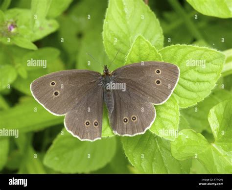 Ringlet Butterfly