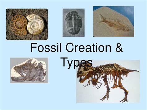 Mold And Cast Fossils Showme Mold And Cast
