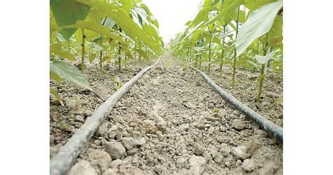 Търсят се доброволци за изграждане на капково напояване на 3 възрастни домакинства Български