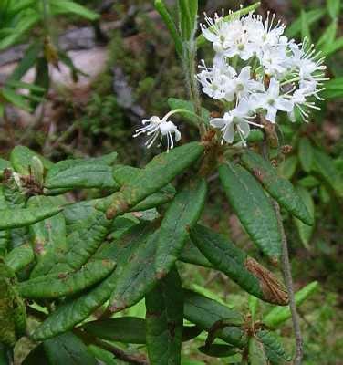 Bog Labrador Tea