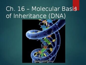 AP Biology Chapter Molecular Basis Of Inheritance PowerPoint By Chenec