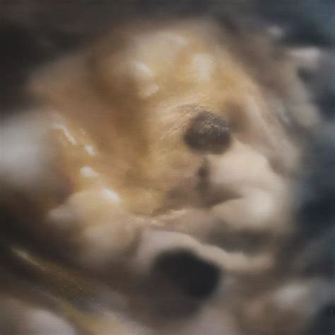 Cocoa Flavonoids Exploring Their Health Benefits