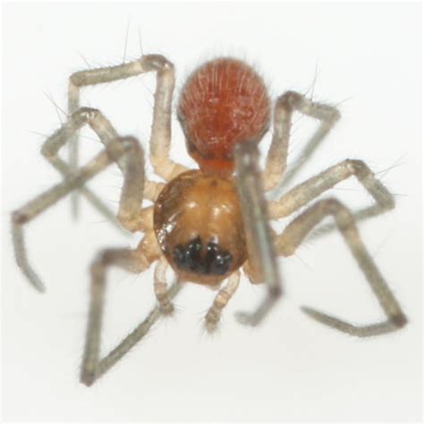Spiderling With Red Abdomen Bugguidenet